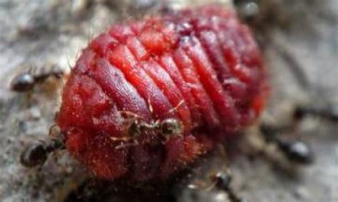 Coca Colas Mysterious Ingredient Cochineal Insect Liquid