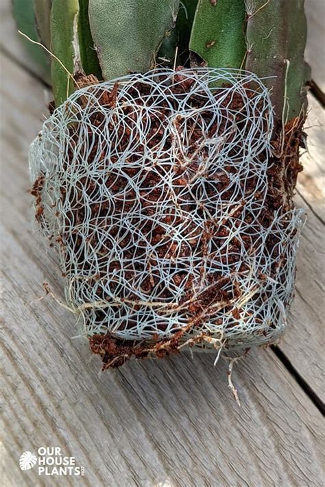 What You Need To Know About Root Mesh And Root Cages Around Plant Roots