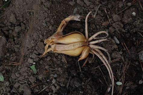 Spring Is Here Iris Aucheri The Biking Gardener