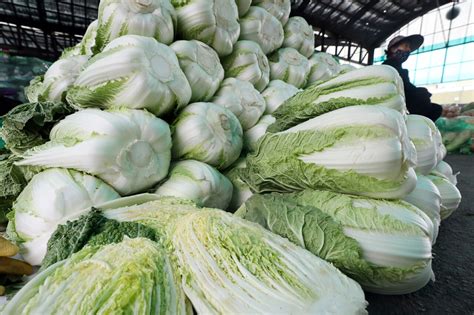 가을배추 출하로 배추가격 한달새 37 하락