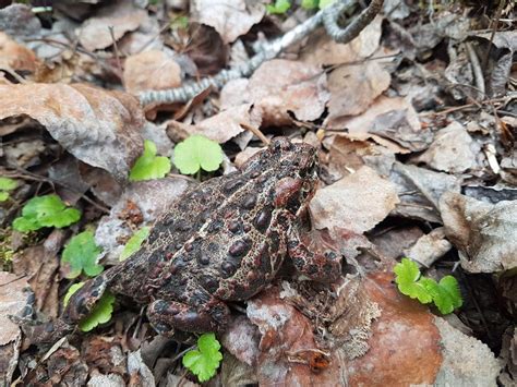 Boreal Toad — Edmonton And Area Land Trust