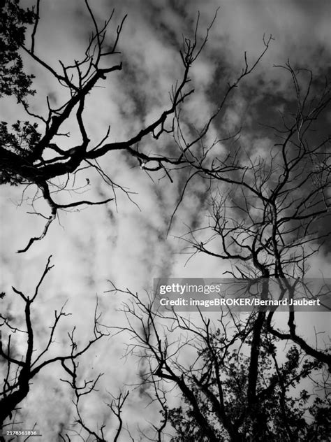 Dead Trees High Res Vector Graphic Getty Images