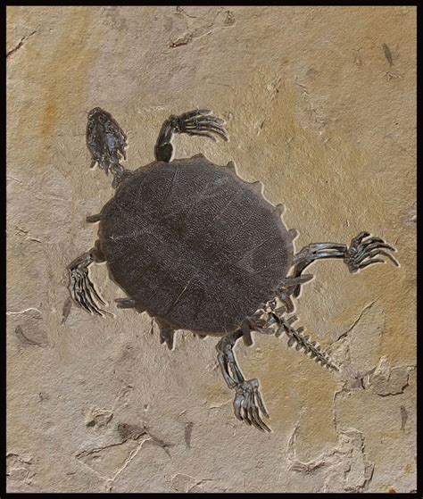 50 Million Year Old Turtle Fossil At Leonard Tourné Gallery