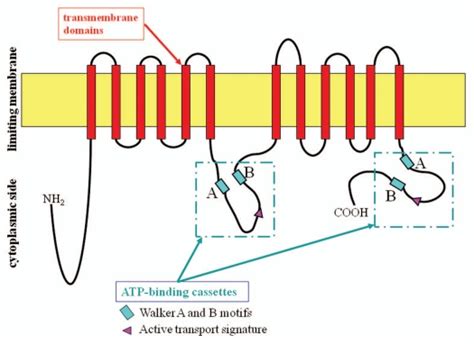 The Roles Of Abca12 In Keratinocyte Differentiation And Lipid Barrier Formation In The Epidermis