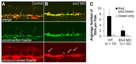 vascular recovery in etv2 morpholino mo injected etv2 kaede embryos