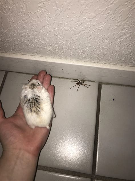 Big Wolf Spider Hamster For Comparison R Spiders
