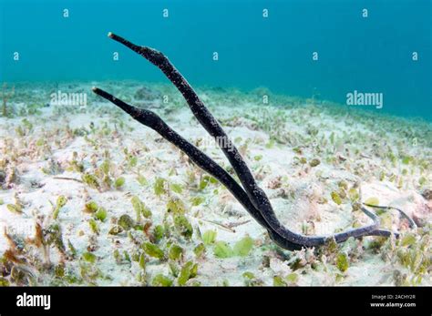 Double Ended Pipefish Pair Of Double Ended Pipefish Trachyrhamphus