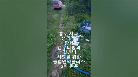 홍로 사과 생리적 황화 점무늬낙엽병 그리고 갈반병 방제를위한 3차관주 240618화 자세한내용은본방에 경남거창고제봉계