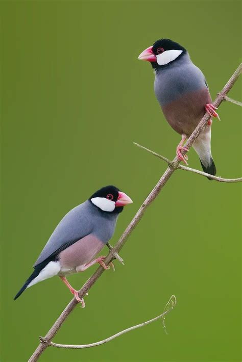 Java Sparrows Lonchura Orzivora Java Indonesia Colorful Birds Finches Bird Exotic Birds