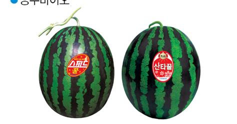 수박 종자 지상전 당도·재배법·기후 고려해 우수 품종 선택하세요