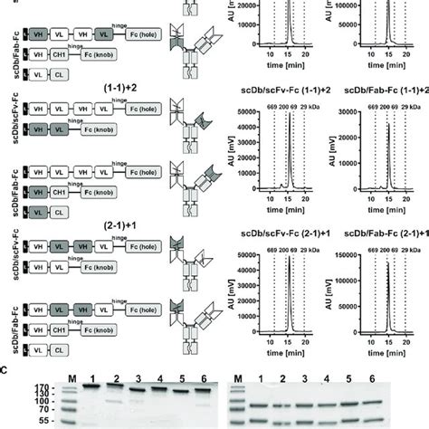 Binding To Her3 Expressing Tumor Cells Of Scdb Scfv Fc And Scdb Fab Fc