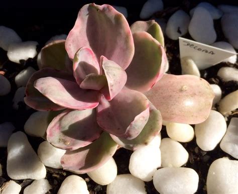 Echeveria 'Decora'. #succulents #Echeveria | Succulents, Echeveria, Plants