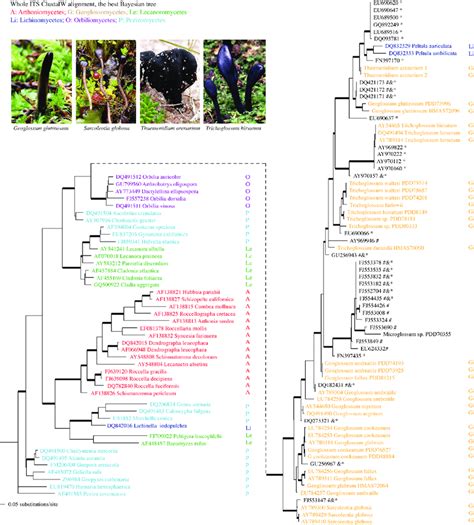 the best tree generated by mrbayes for the whole its clustal w