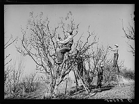 The Importance Of Pruning Trees