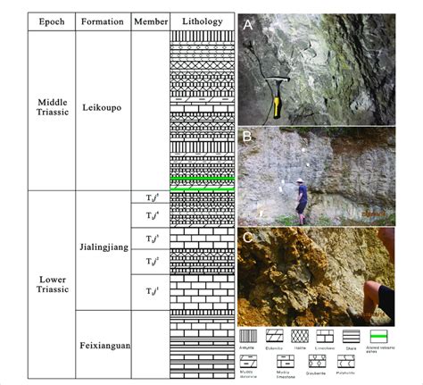 Generalized Stratigraphy Of The Early Middle Triassic In The Study