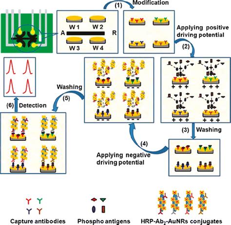 Schematic Illustration Of Multiplexed Electrochemical Immunoassay By An Download Scientific