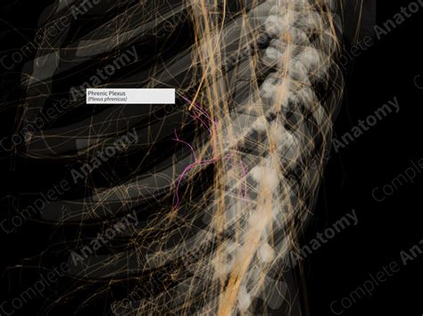 Phrenic Plexus Left Complete Anatomy