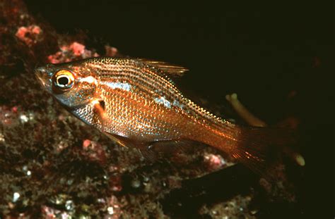 Embiotocidae Agassiz 1853 Семейство Эмбиотоциды Эмбиотоковые