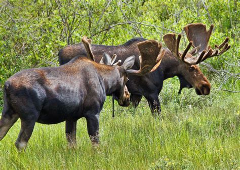 7 Places To See Moose In Colorado Gocolorado