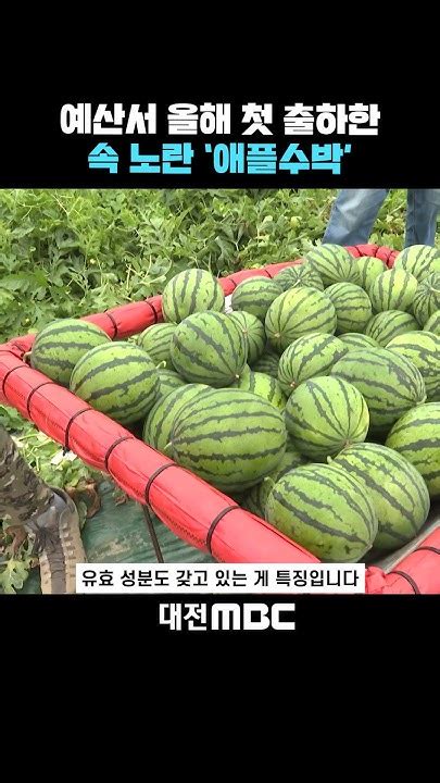 Shorts 자막뉴스0521 예산서 올해 첫 출하한 속 노란 애플수박 Youtube