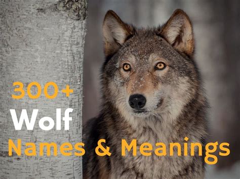 Good Male Wolf Names