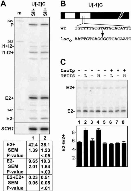 A Transcriptional Block To Elongation Abrogates Tfiis Dependent Exon