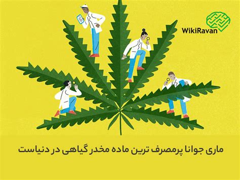 گیاه ماری جوانا چیست؟ شیوه مصرف و اثرات ماری جوانا ویکی روان