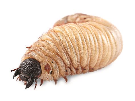 Ask Anything Can Insects Get Fat