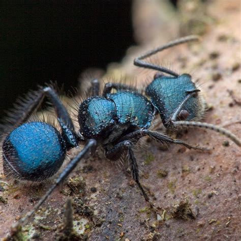 Sapphire Throated Carpenter Ant Youtube
