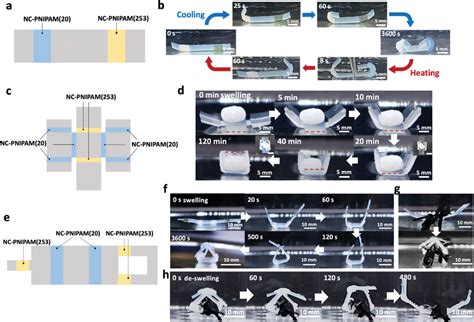 Sequential Folding Structure Demonstration A Schematic And B Download Scientific Diagram
