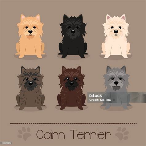 Different Colors Cairn Terrier Stock Illustration Download Image Now