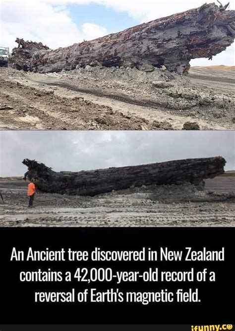 An Ancient Tree Discovered In New Zealand Contains A Year Old Record Of A Reversal Of