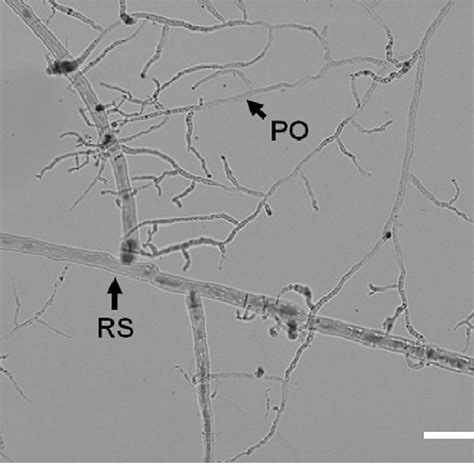 Effect Of Potato Seed Tuber Treatment With Pythium Oligandrum Or Download Scientific Diagram