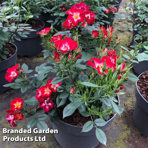 Rose Everglow Ruby Shrub Suttons