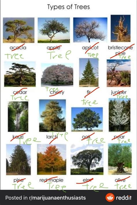 wow you made an ai that can identify trees r programmerhumor