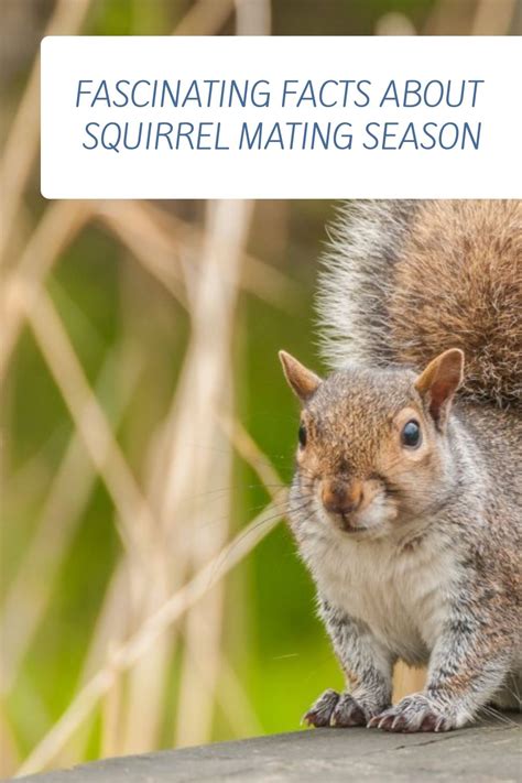 Fascinating Facts About Squirrel Mating Season Squirrel Fun Facts Fox Squirrel