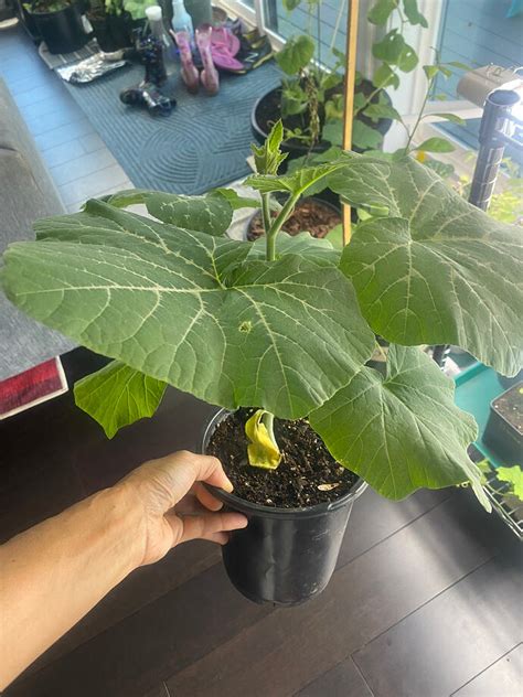 Winter And Summer Squashes 2026 Page 3 General Gardening