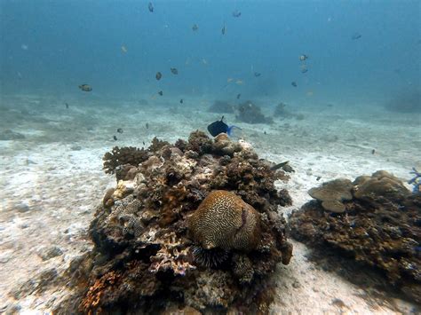 존과 지니의 말라파스쿠아 다이빙 1