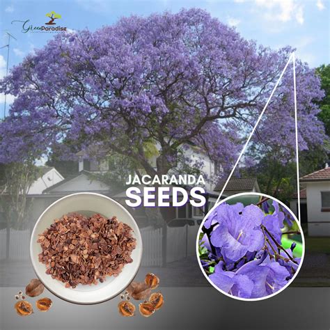 Jacaranda Tree Seeds Blue Jacaranda Seeds Jacaranda Mimosifolia
