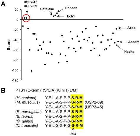 both usp2 isoforms harbor c terminal peroxisomal targeting sequence