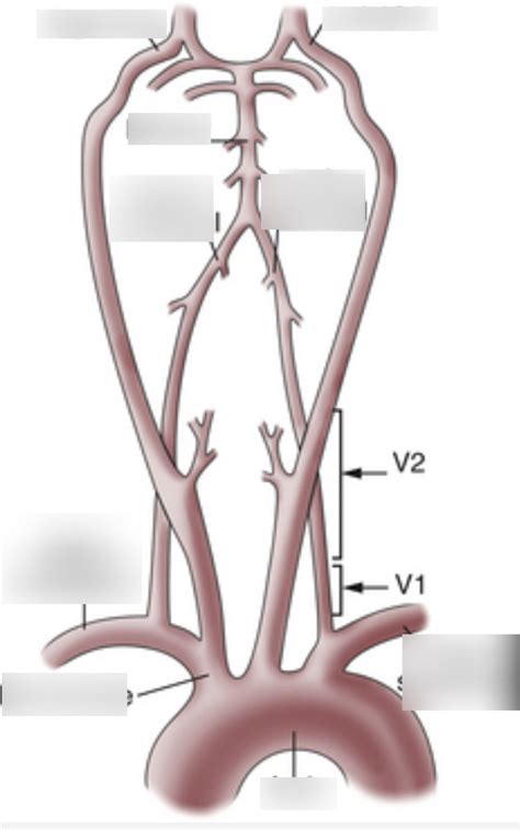 Vertebral Artery Diagram Quizlet Vertebral Artery Diagram Quizlet