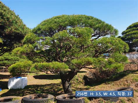 대형홍피반송소나무 성목 조형소나무 산림경영지원