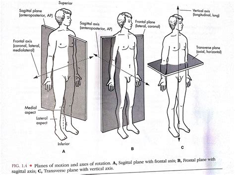 Understanding The Movements Using The Planes And Axis Anatomical
