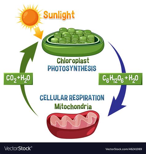 Photosynthesis And Cellular Respiration Diagram Vector Image