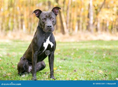 American Pit Bull Terrier Is A Mixed Breed