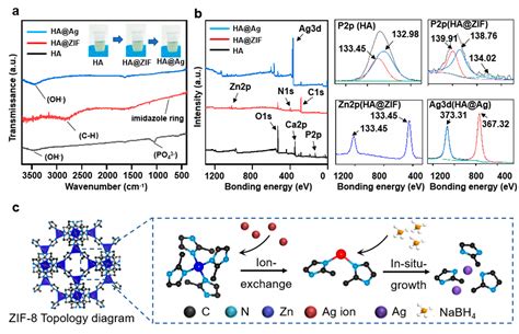 Zeolitic Imidazolate Frameworks Serve As An Interface Layer For Designing Bifunctional Bone