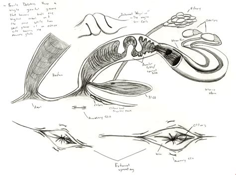 Dolphin Anatomy Female Reproductive System By Adleisio On Deviantart