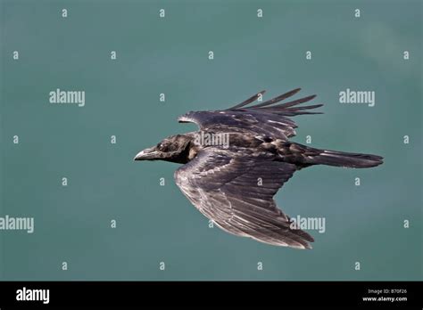 Common Raven In Flight Stock Photo Alamy