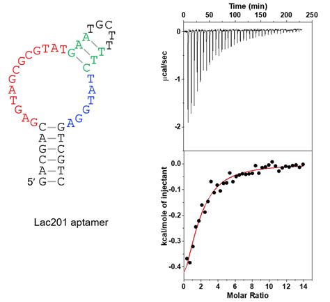 滑铁卢大学刘珏文团队angew：筛选l 乳酸根的核酸适配体及其在生物检测中的应用 X Mol资讯