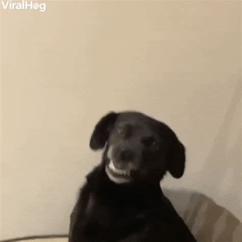 Smiling Dog Animated 